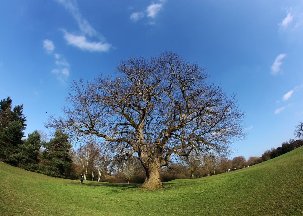 My favourite tree – Jonathan Gazeley