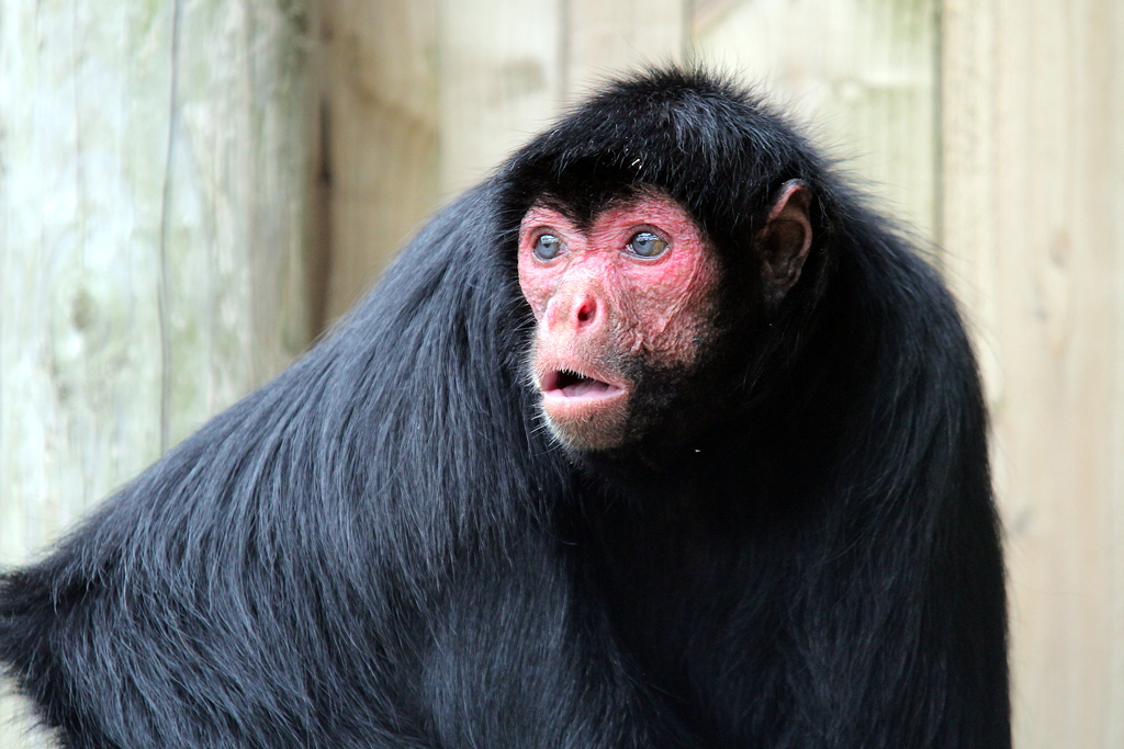 Monkey – Jonathan Gazeley