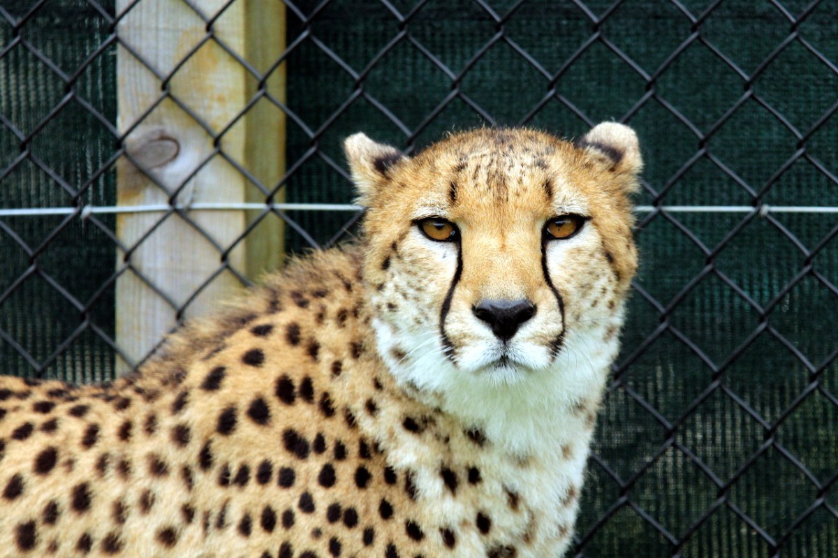 Longleat Safari Park VIP Tour – Jonathan Gazeley