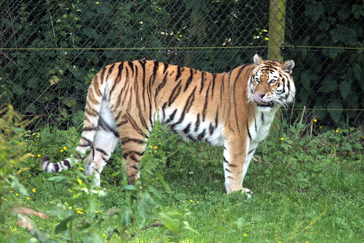 Magnificent beasts – Jonathan Gazeley