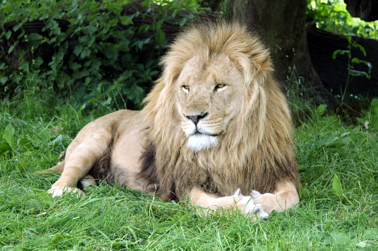 Magnificent beasts – Jonathan Gazeley